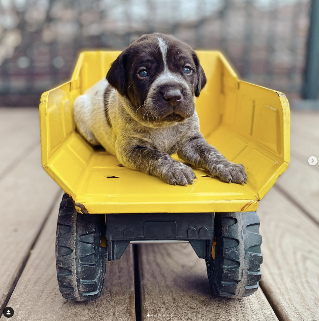 Meet Maggie! - Lindsay Teague Moreno